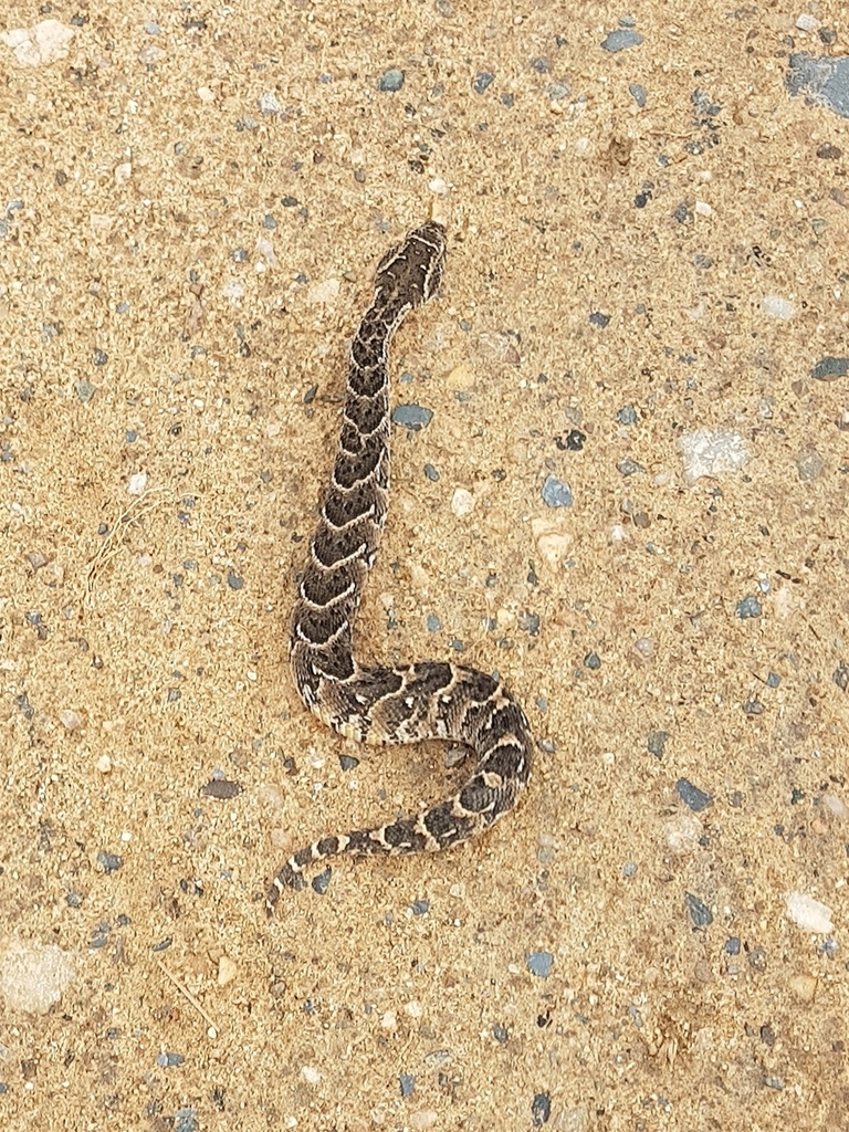 Common Puff Adder from Sterkfontein DMA, South Africa on February 19 ...