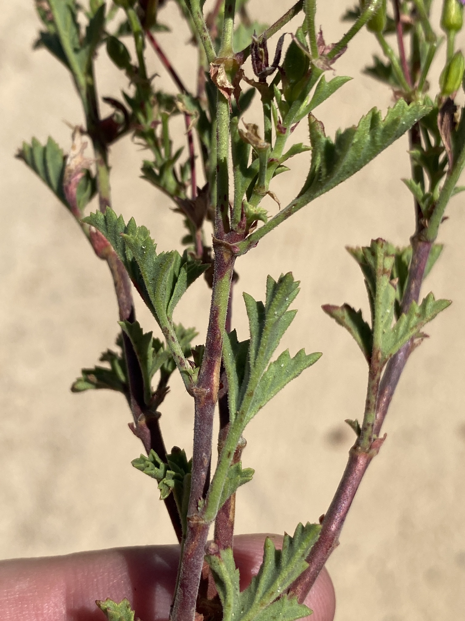 Pelargonium scabrum (L.) L'Hér.