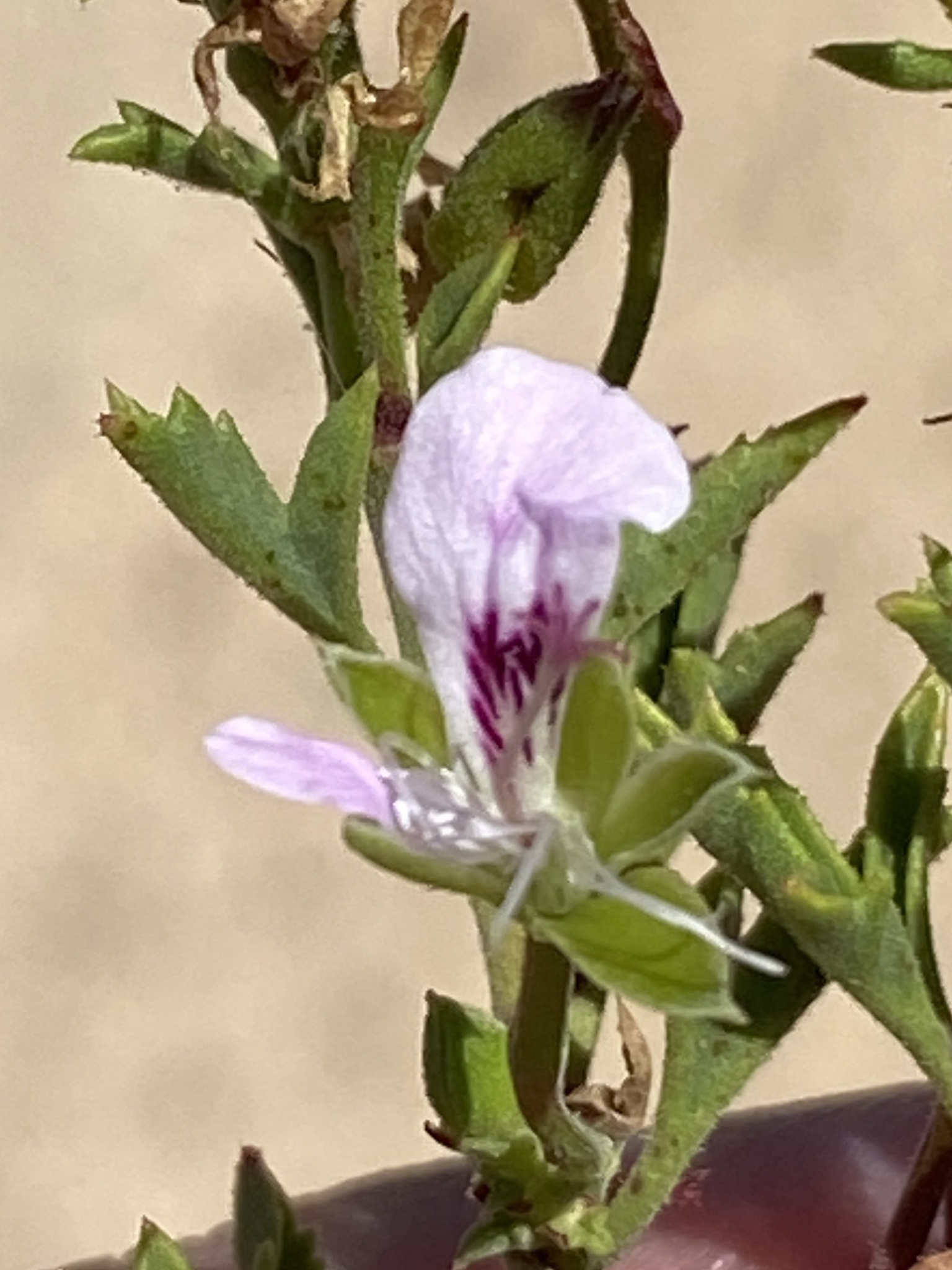 Pelargonium scabrum (L.) L'Hér.