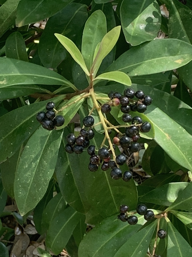 Marlberry from University of South Florida - St. Petersburg Campus ...