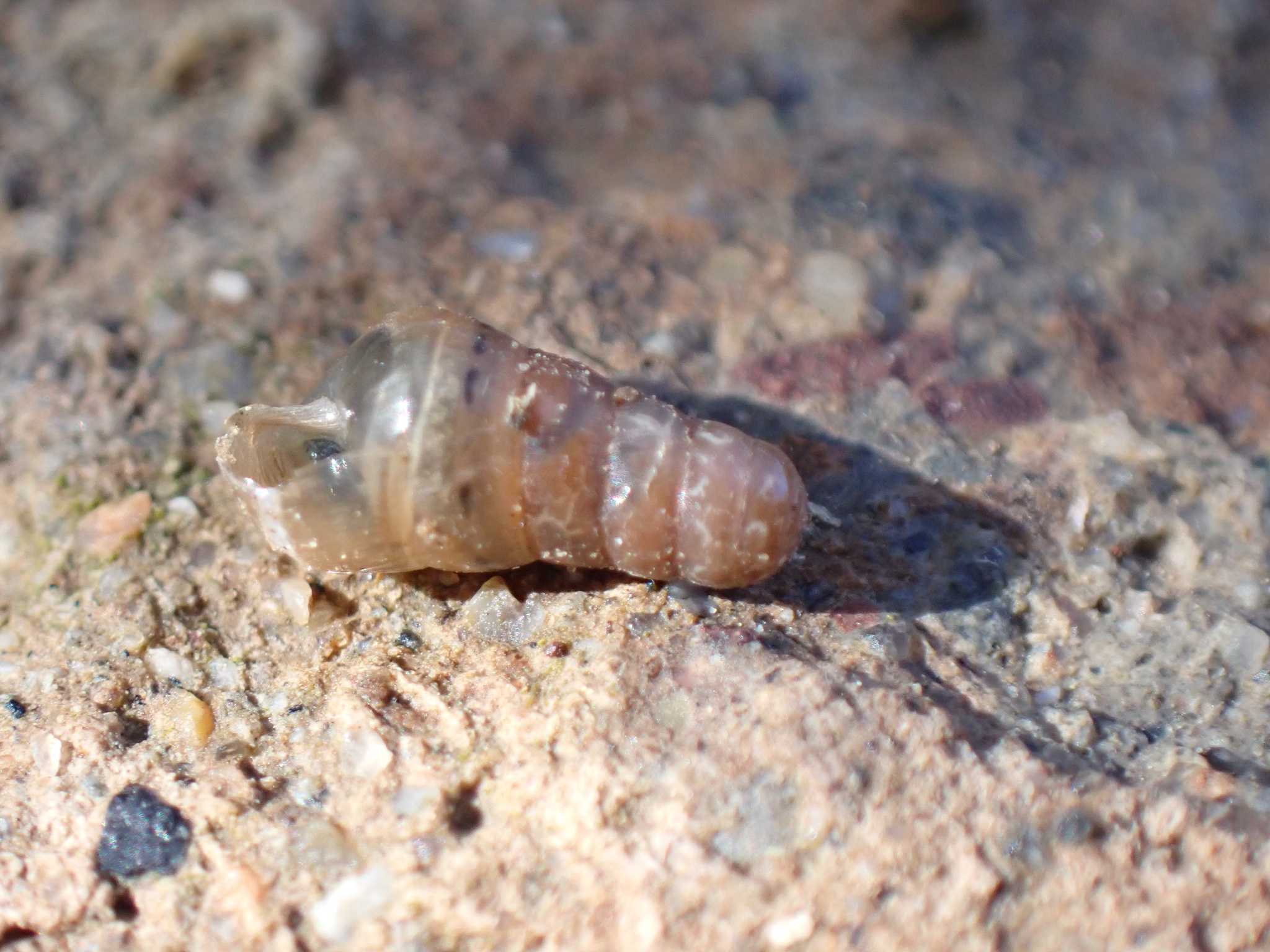 Cochlicopa A.Férussac, 1821