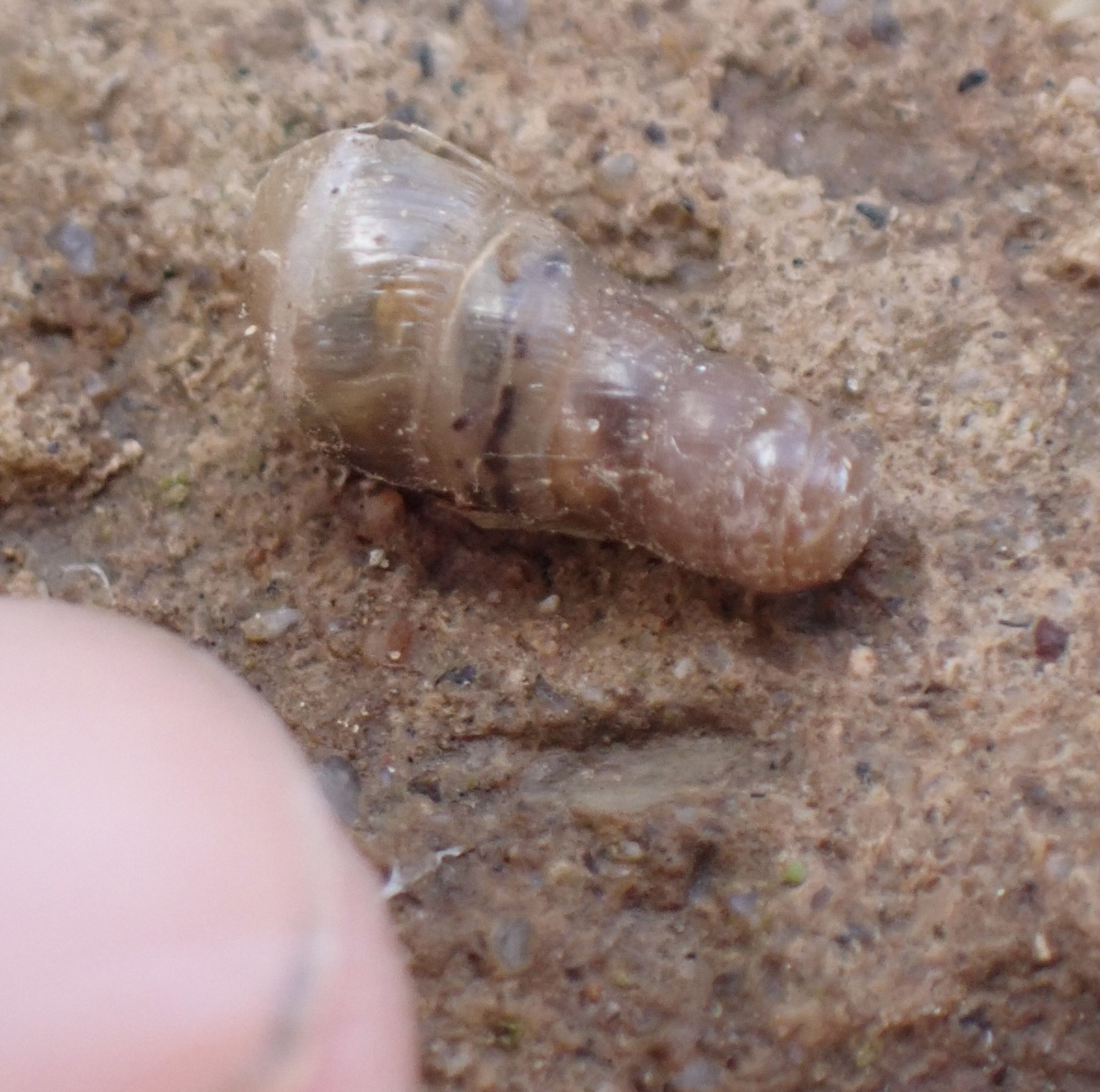 Cochlicopa A.Férussac, 1821