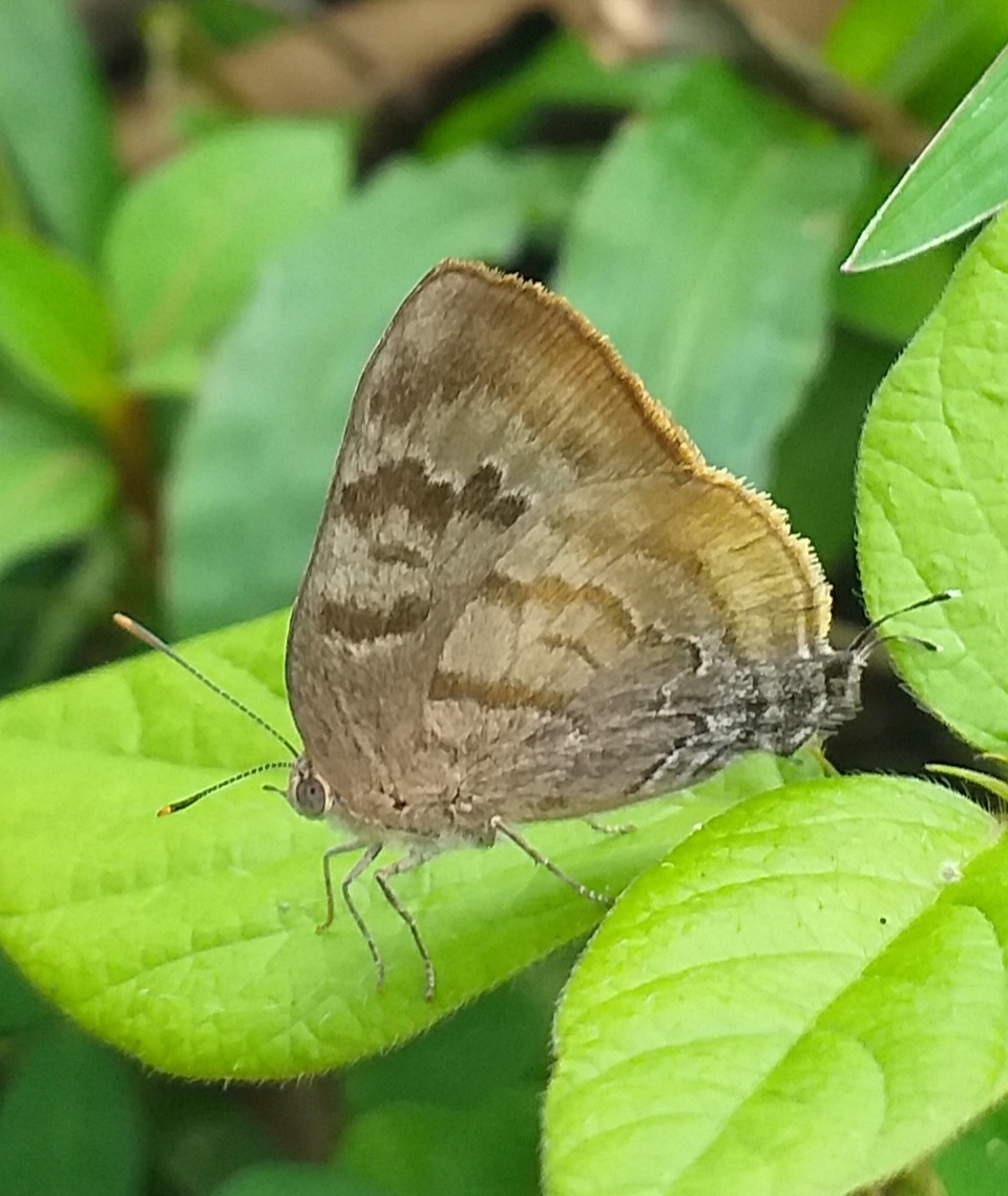 Rekoa palegon (Cramer, 1780)