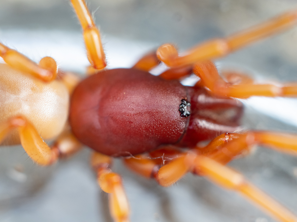 Dysdera from Mondego on February 26, 2023 at 03:52 PM by David Gil ...