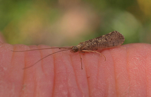 Hydropsyche catherinae · iNaturalist
