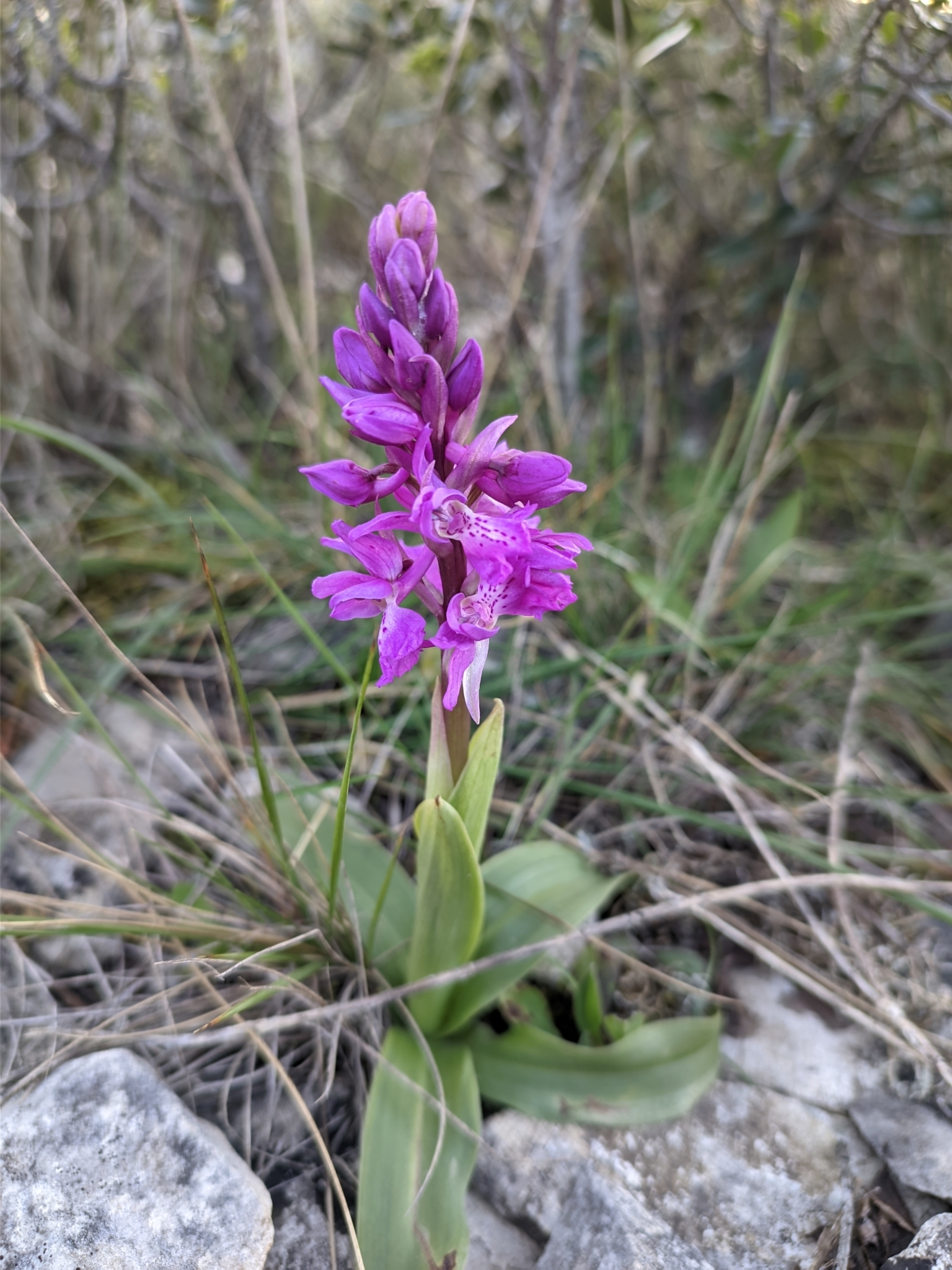 Orchis olbiensis Reut. ex Gren.
