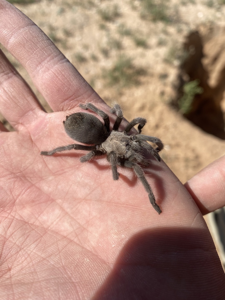 Paloma Dwarf Tarantula from Puerto Peñasco, SON, MX on February 25 ...