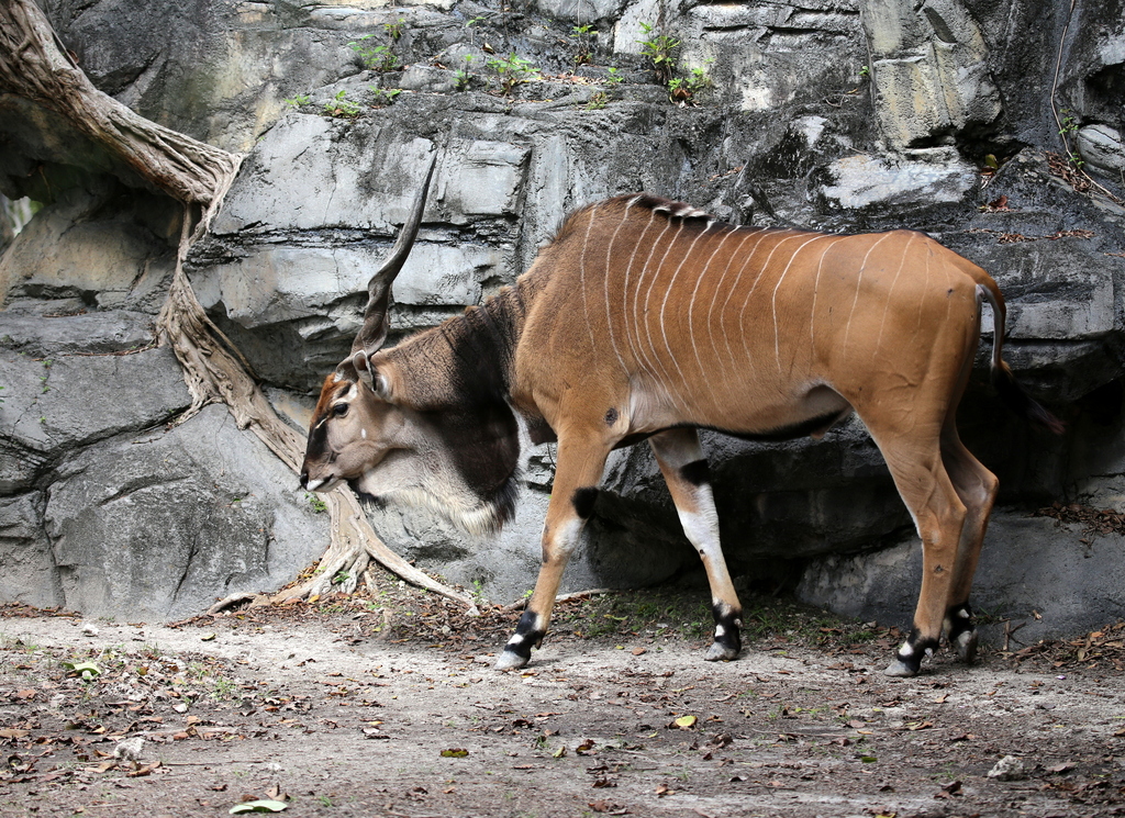 Giant Eland (Tragelaphus derbianus) - Know Your Mammals