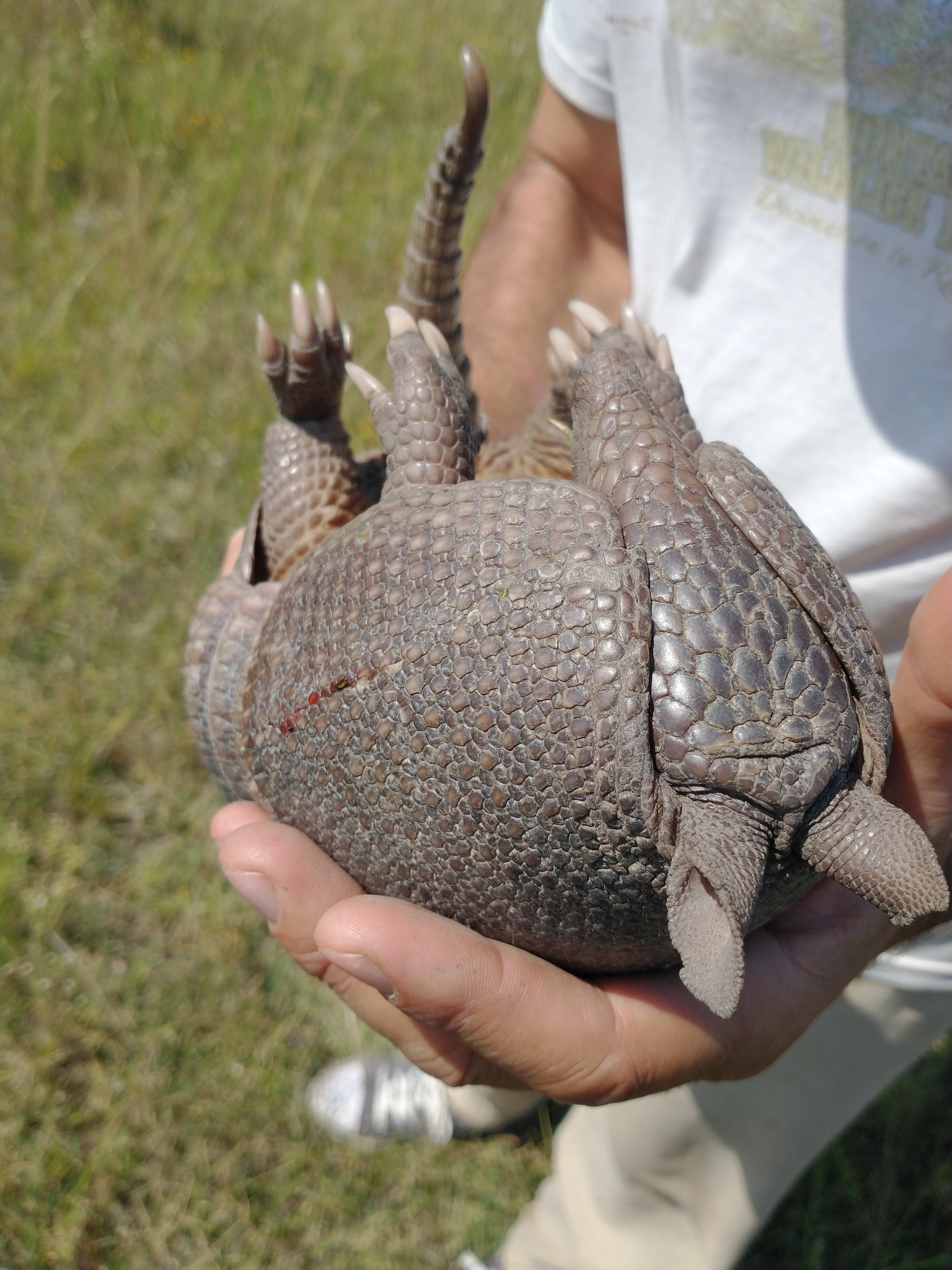Dasypus septemcinctus Linnaeus, 1758