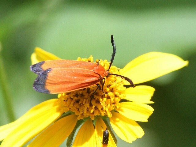 Grape Leaf Skeletonizer from Miller Canyon, Sierra Vista Southeast, AZ ...