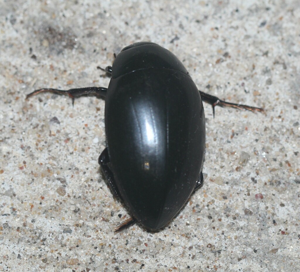 Hydrophilus ovatus from South Side, Corpus Christi, TX, USA on February ...