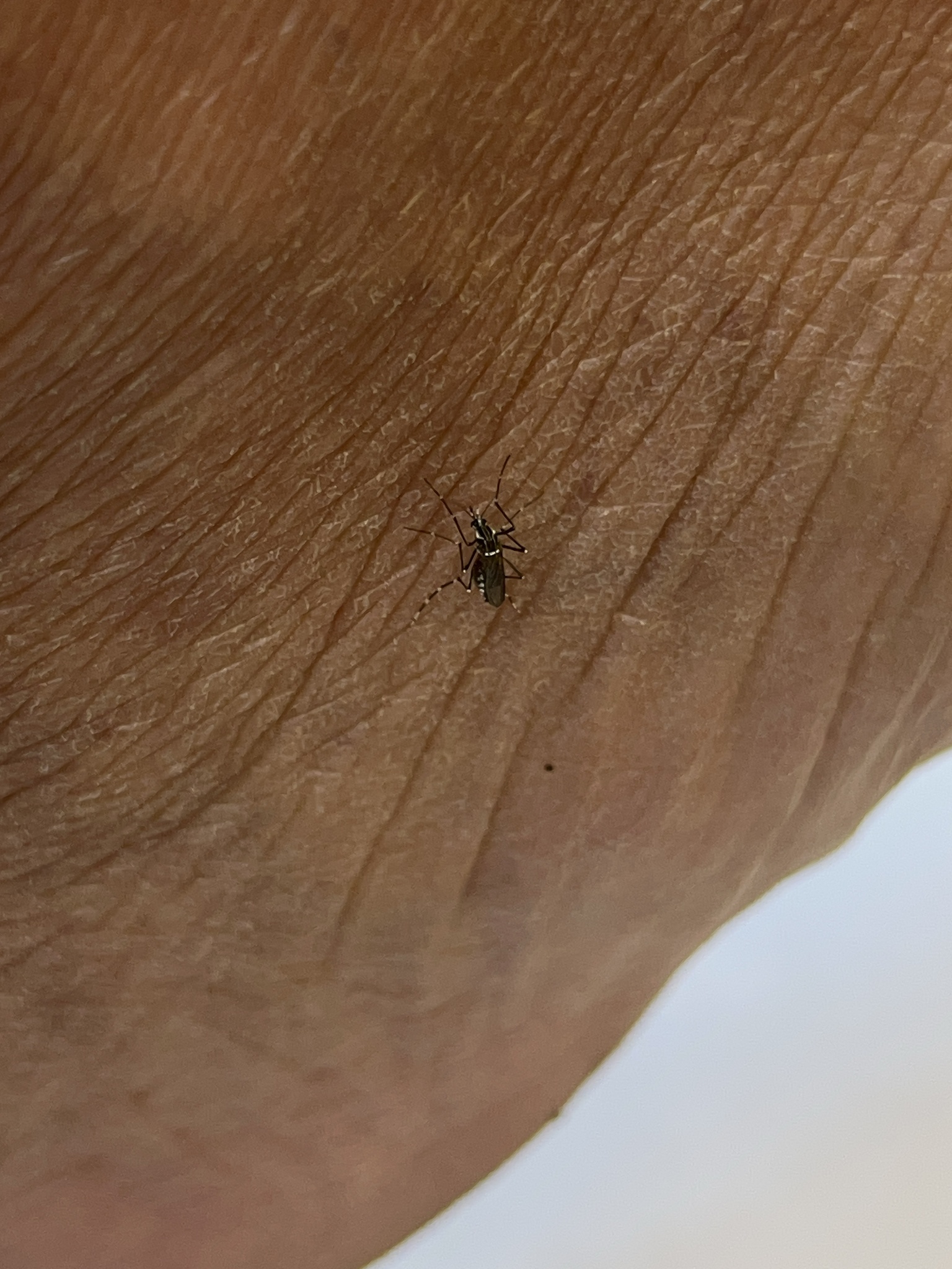 Aedes aegypti (Linnaeus, 1762)