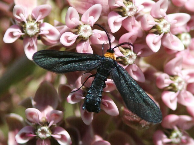 Grapeleaf Skeletonizer Moth from Ward Pound Ridge Res. Westchester, NY ...