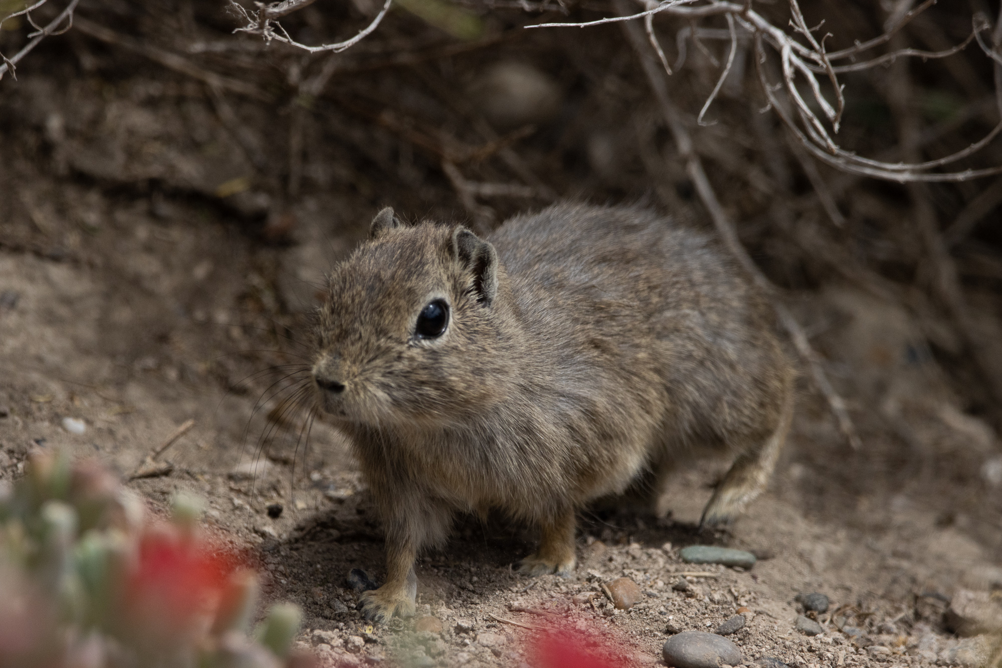 Microcavia H.Gervais & Ameghino, 1880