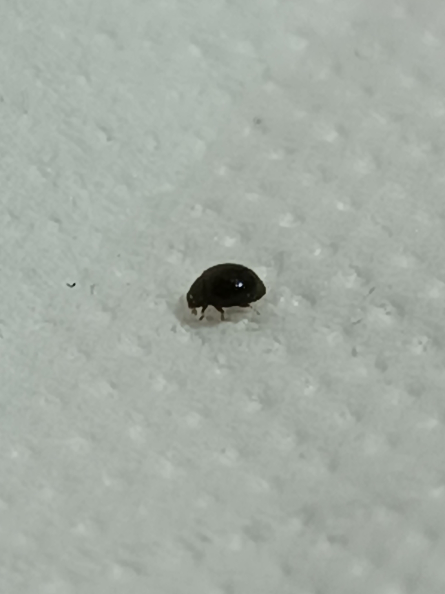 Stethorus pusillus (Herbst, 1797)