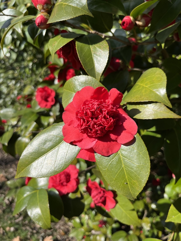 Japanese camellia from Green Spring Gardens, Alexandria, VA, US on ...
