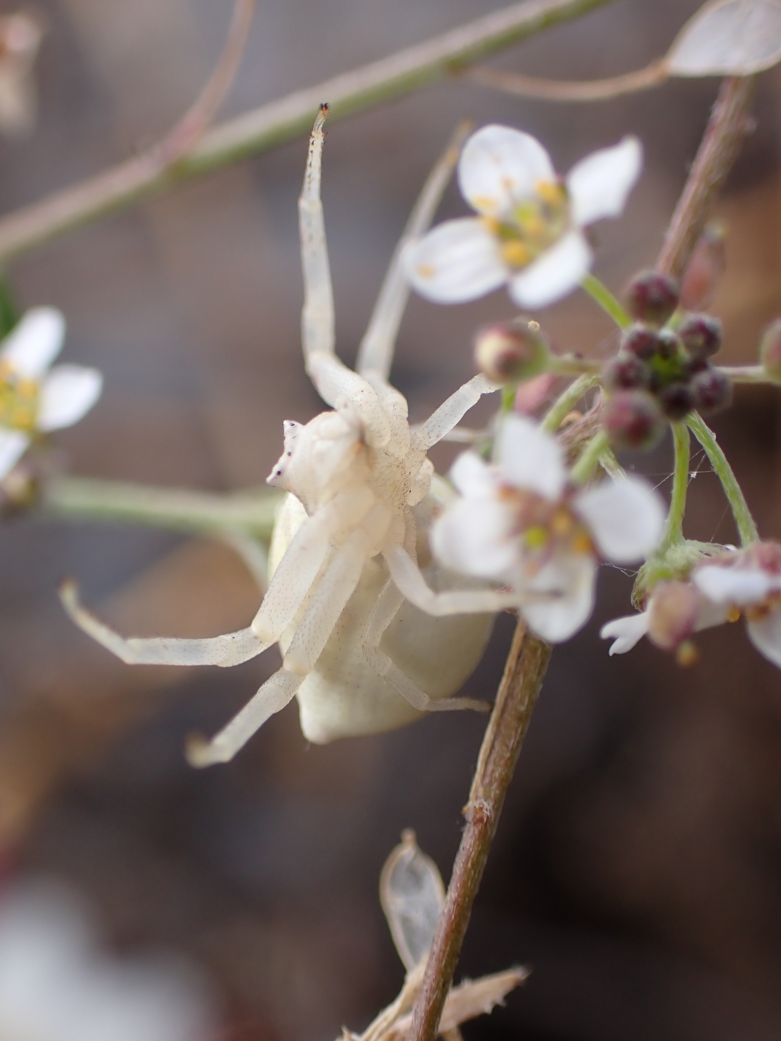Thomisus onustus Walckenaer, 1805