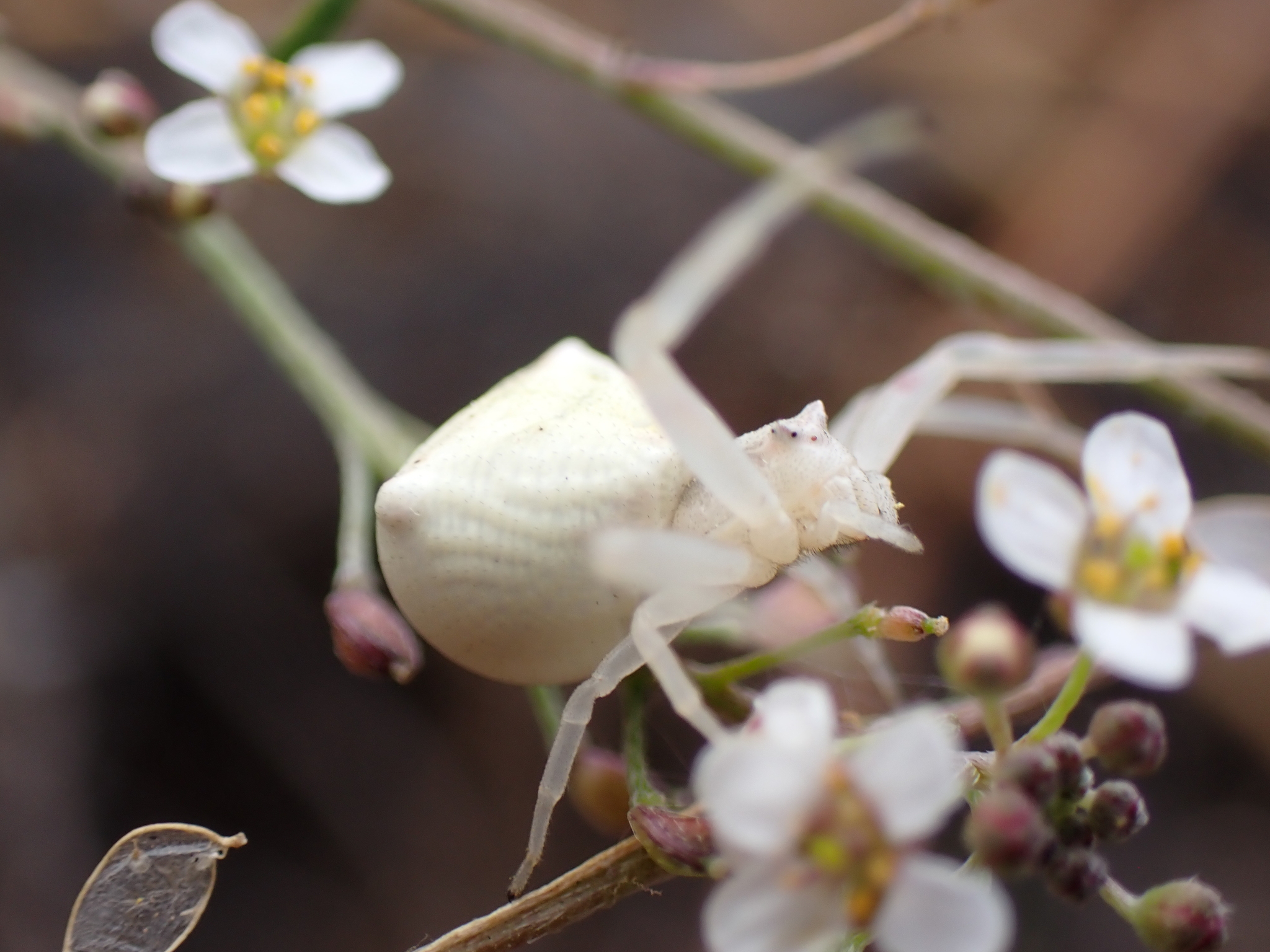 Thomisus onustus Walckenaer, 1805