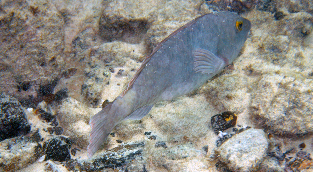 European Parrotfish from Sal, CV on March 15, 2006 at 02:05 PM by ...