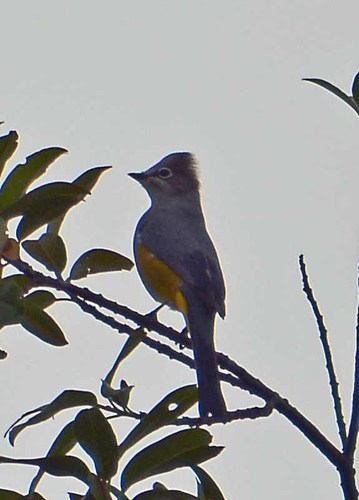 Silky-flycatchers (Family Ptilogonatidae) · iNaturalist