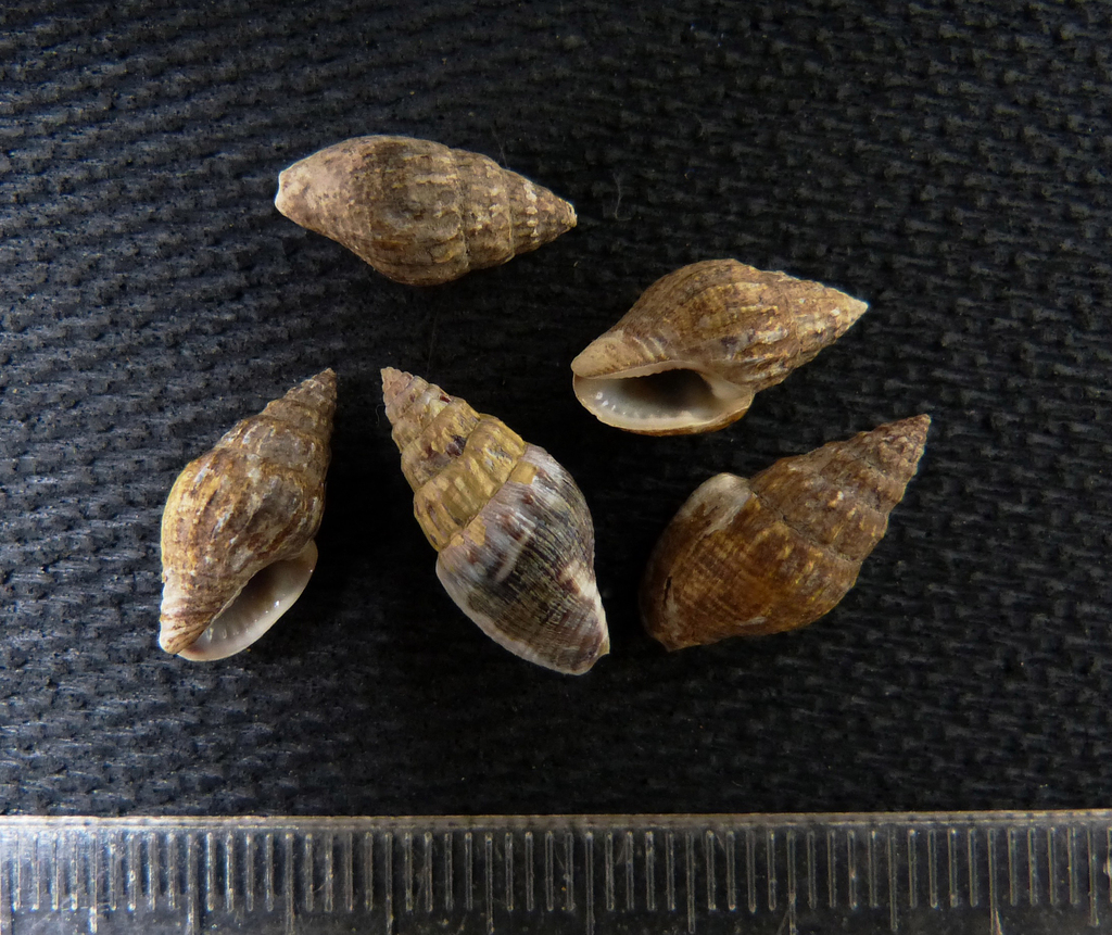 Anachis rugosa from Puerto Grande, near Machala, Ecuador on September ...