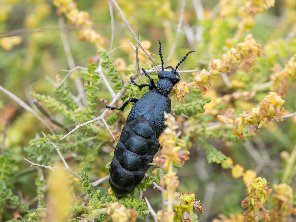 Black Oil Beetle from Jerusalem District, Israel on 23 February, 2023 ...
