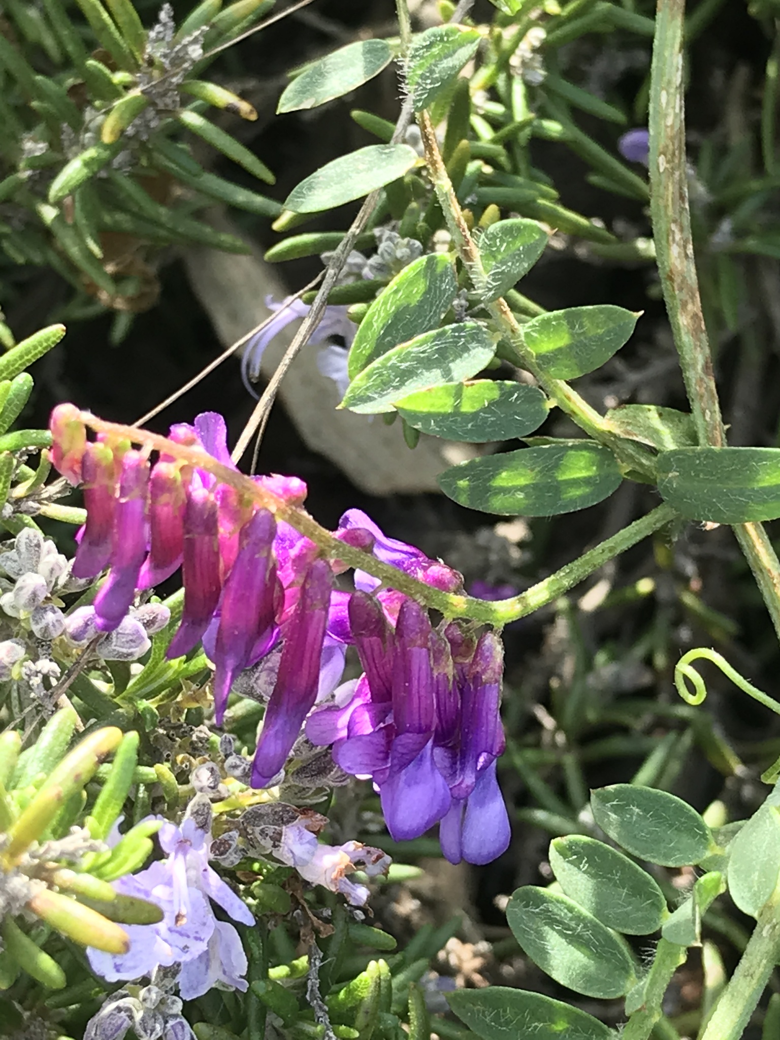 Vicia villosa Roth