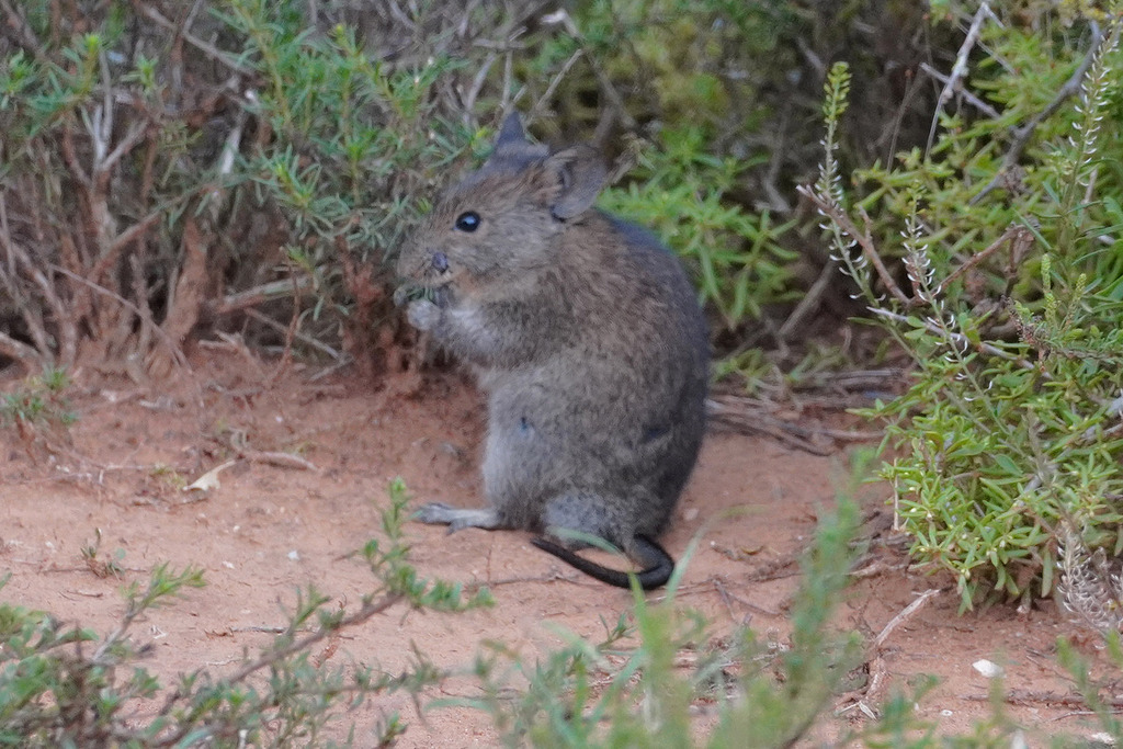 Karoo Vlei Rat from Sarah Baartman District Municipality, South Africa ...