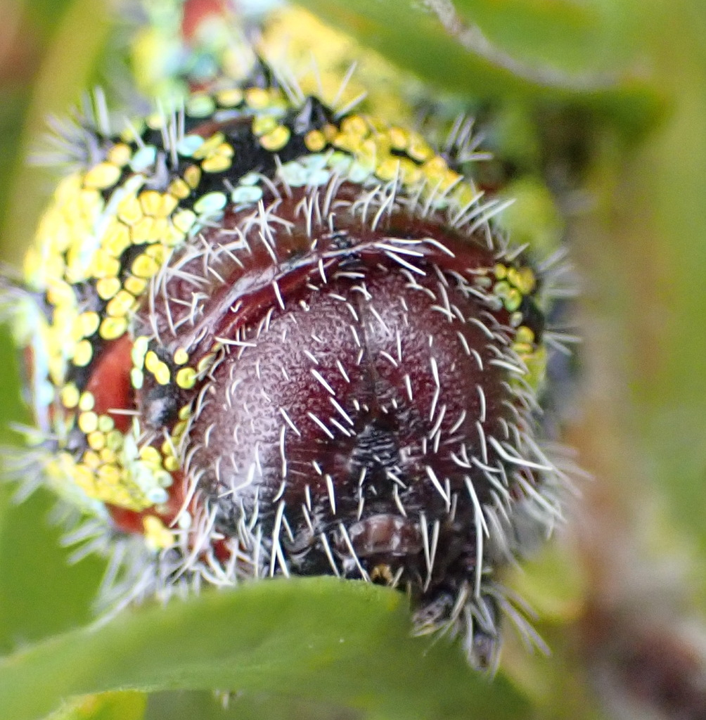 Pine Emperor from Brenton-on-Sea, 6570, South Africa on October 15 ...