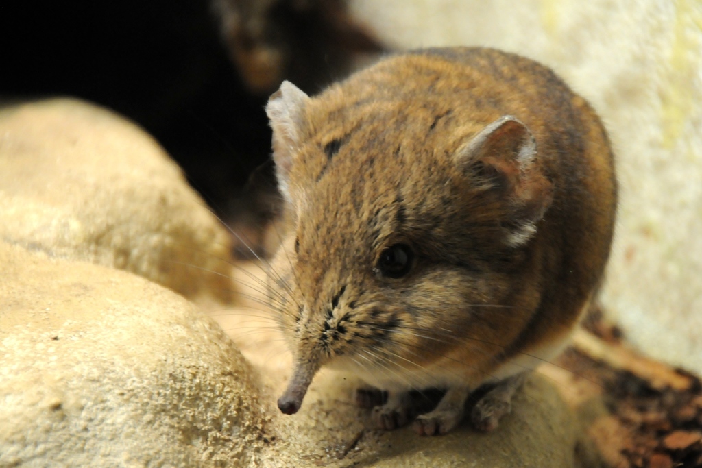 Round-eared Sengis (Macroscelides) - Know Your Mammals