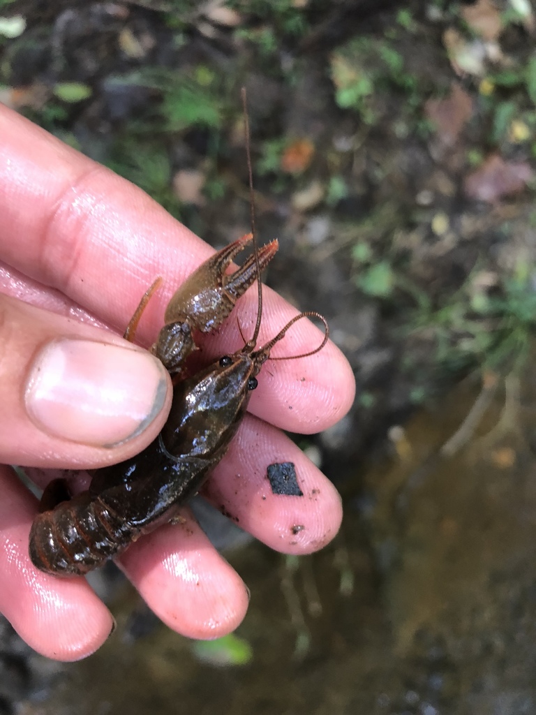 Devil Crayfish from Great Falls Park, Mc Lean, VA, US on September 30 ...