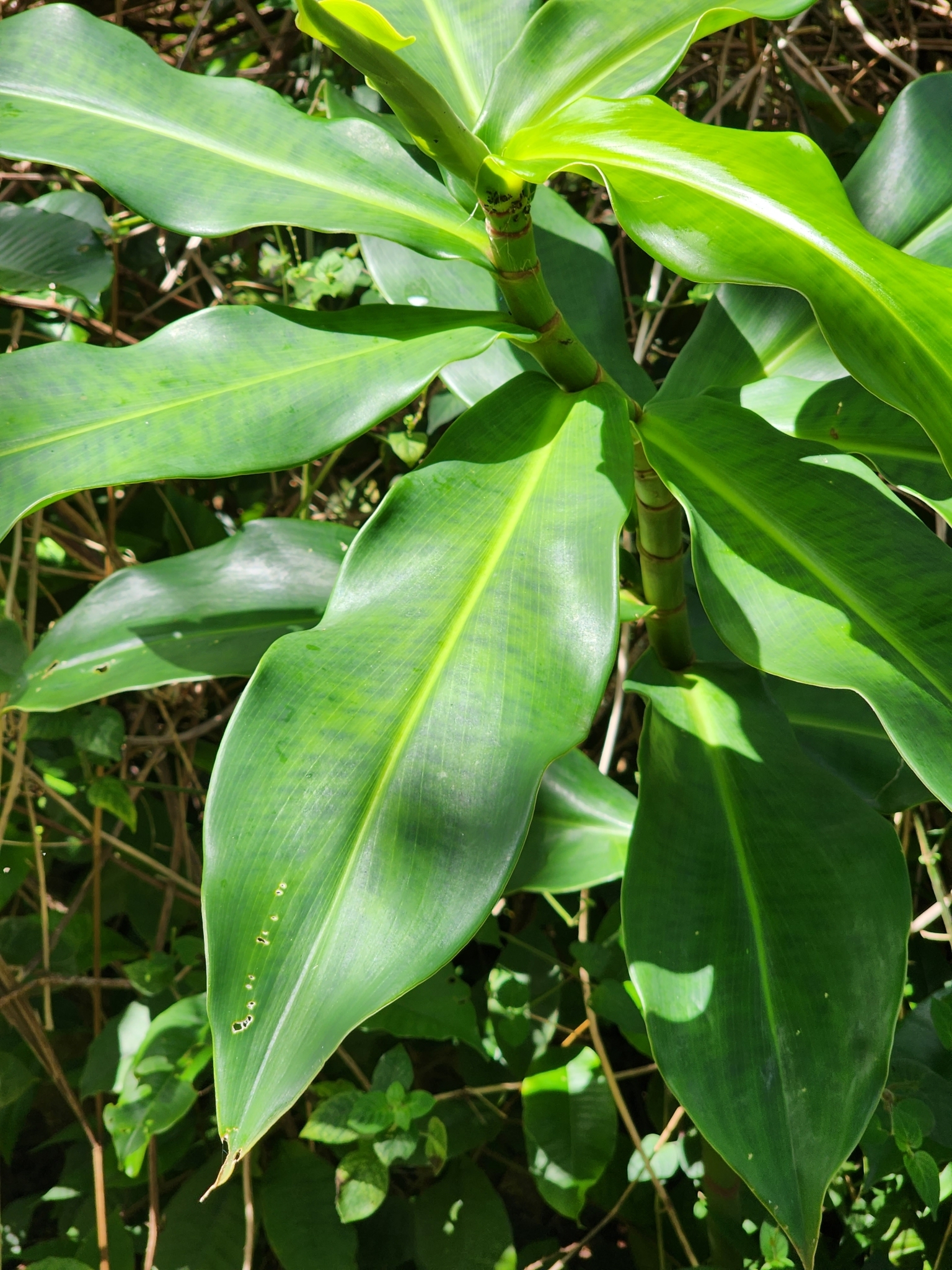Hellenia speciosa (J.Koenig) S.R.Dutta