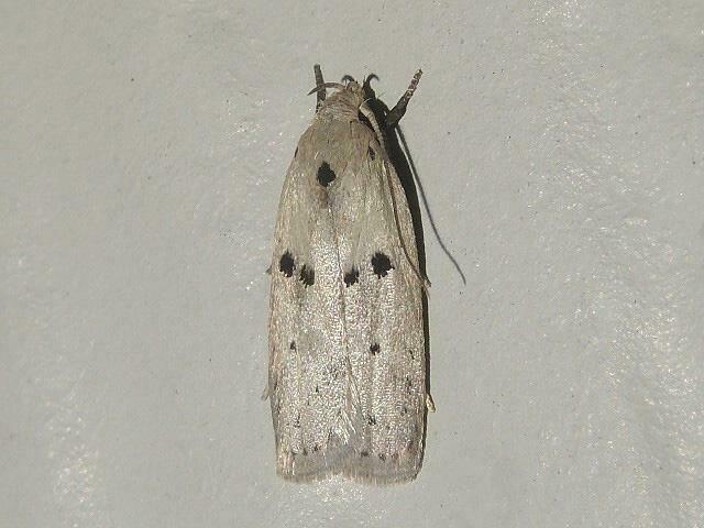 Scythropiodes issikii from Jamaica Bay Wildlife Refuge, Queens, NY, USA ...