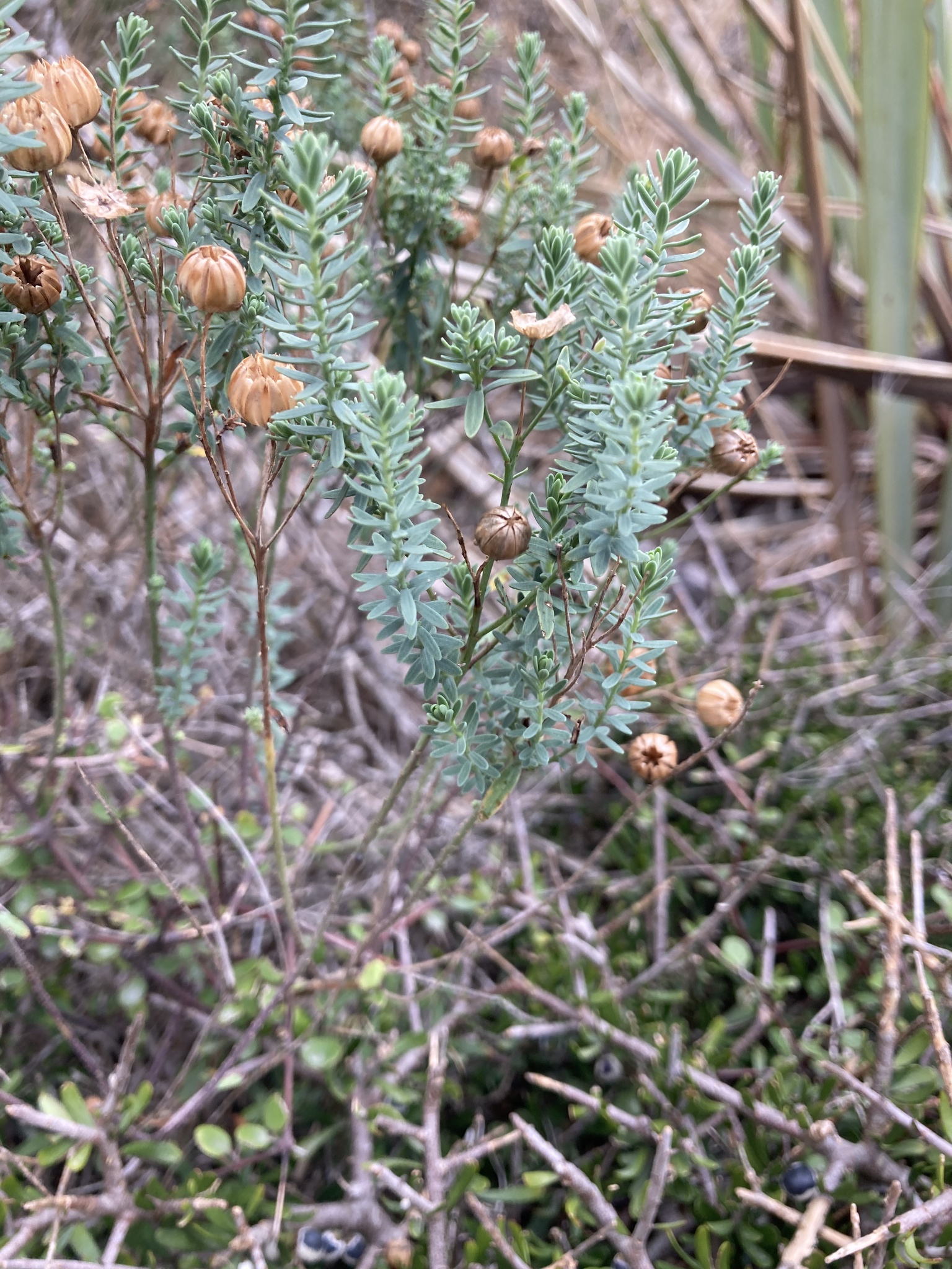 Linum monogynum G.Forst.