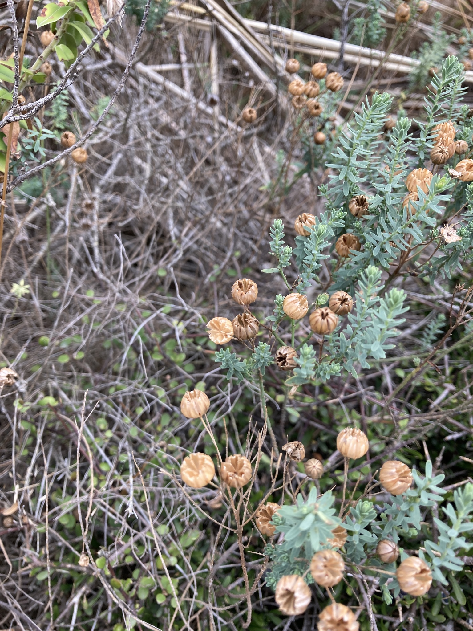 Linum monogynum G.Forst.