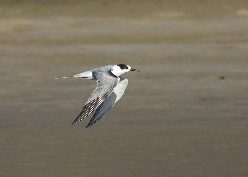 Common Tern from Old Bar NSW 2430, Australia on December 9, 2018 at 06: ...