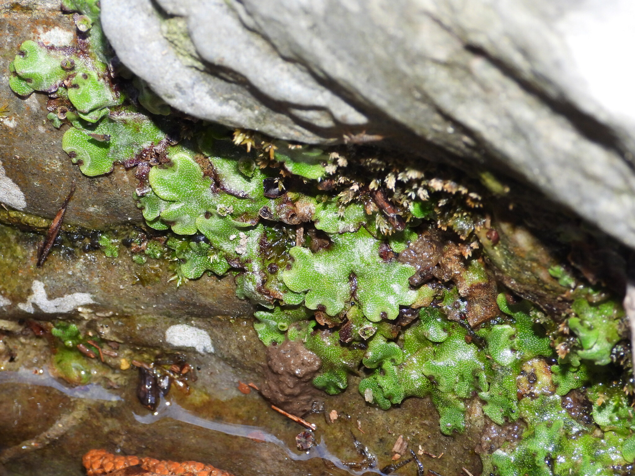 Marchantia paleacea Bertol.
