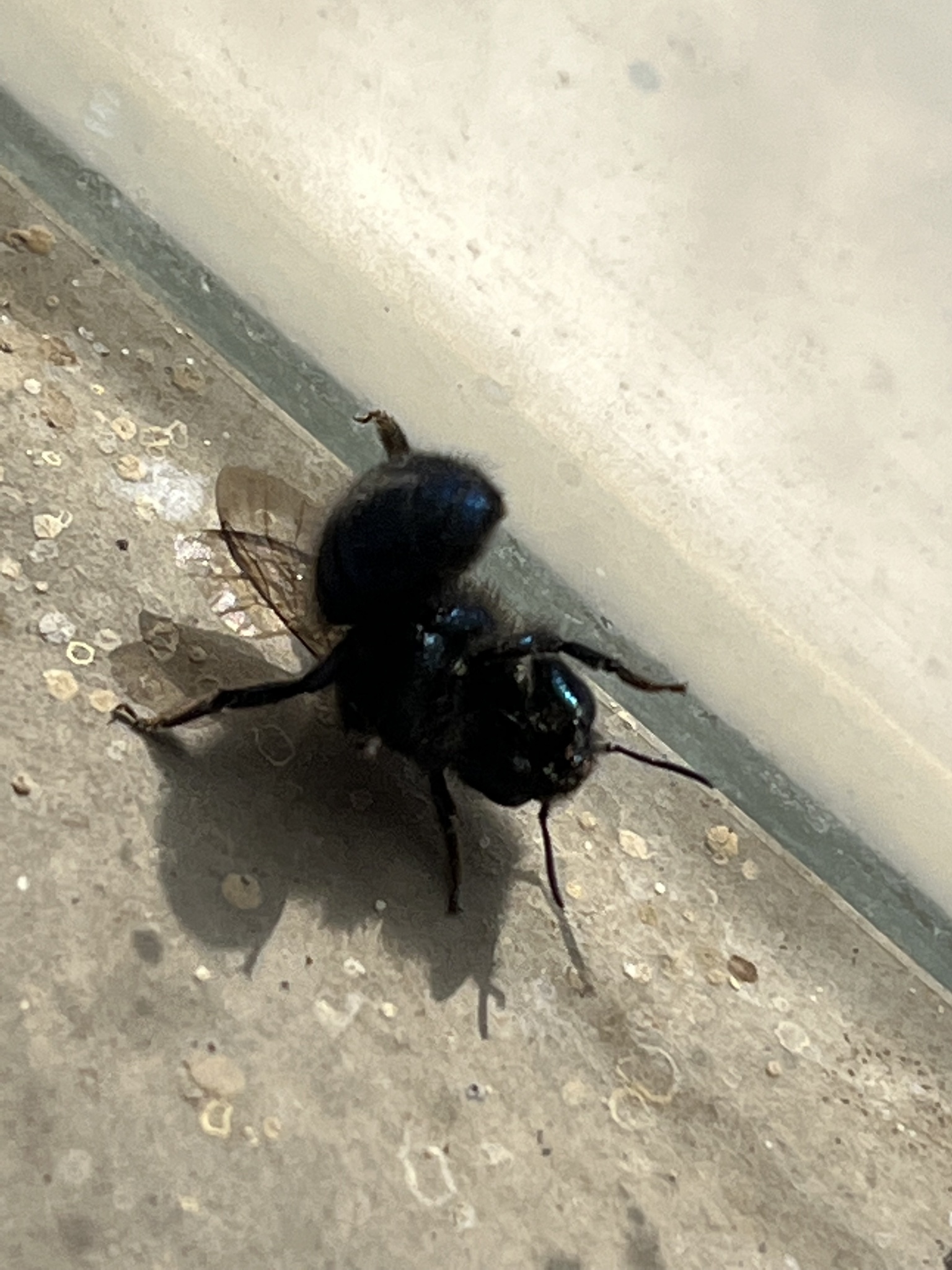 Osmia ribifloris Cockerell, 1900