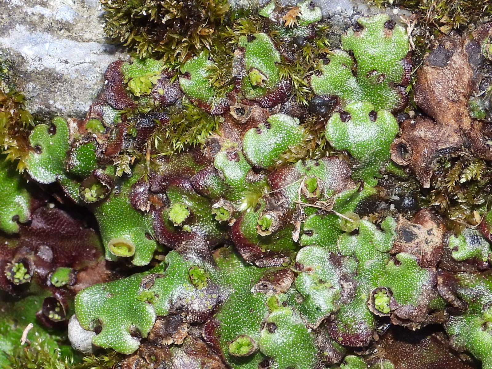 Marchantia paleacea Bertol.