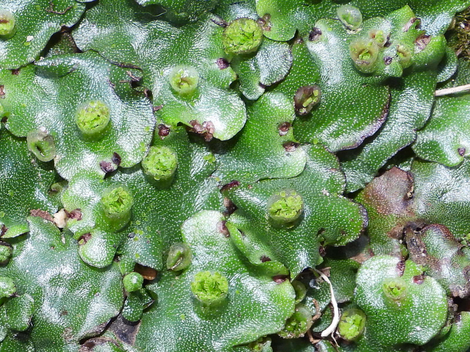 Marchantia paleacea Bertol.