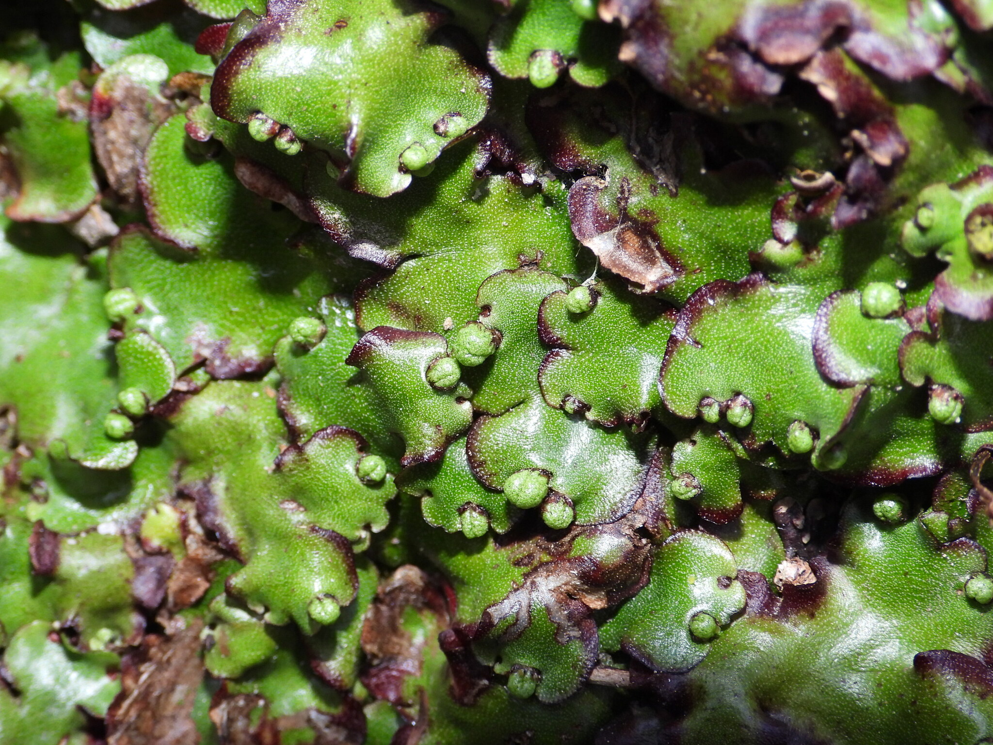 Marchantia paleacea Bertol.