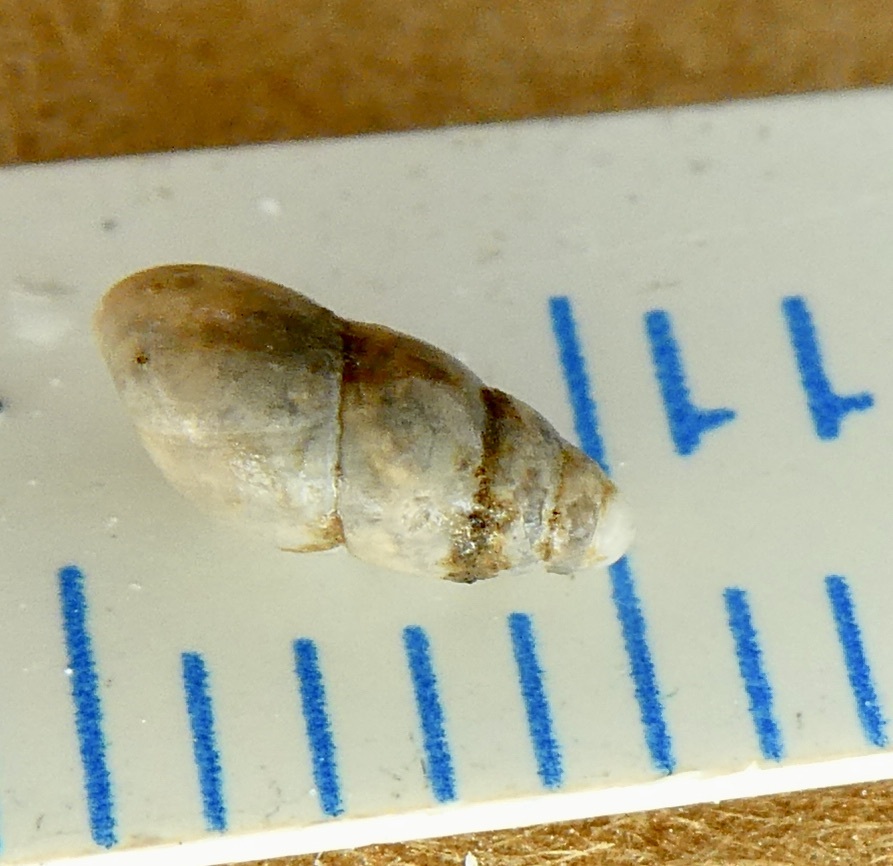 Cochlicopa A.Férussac, 1821