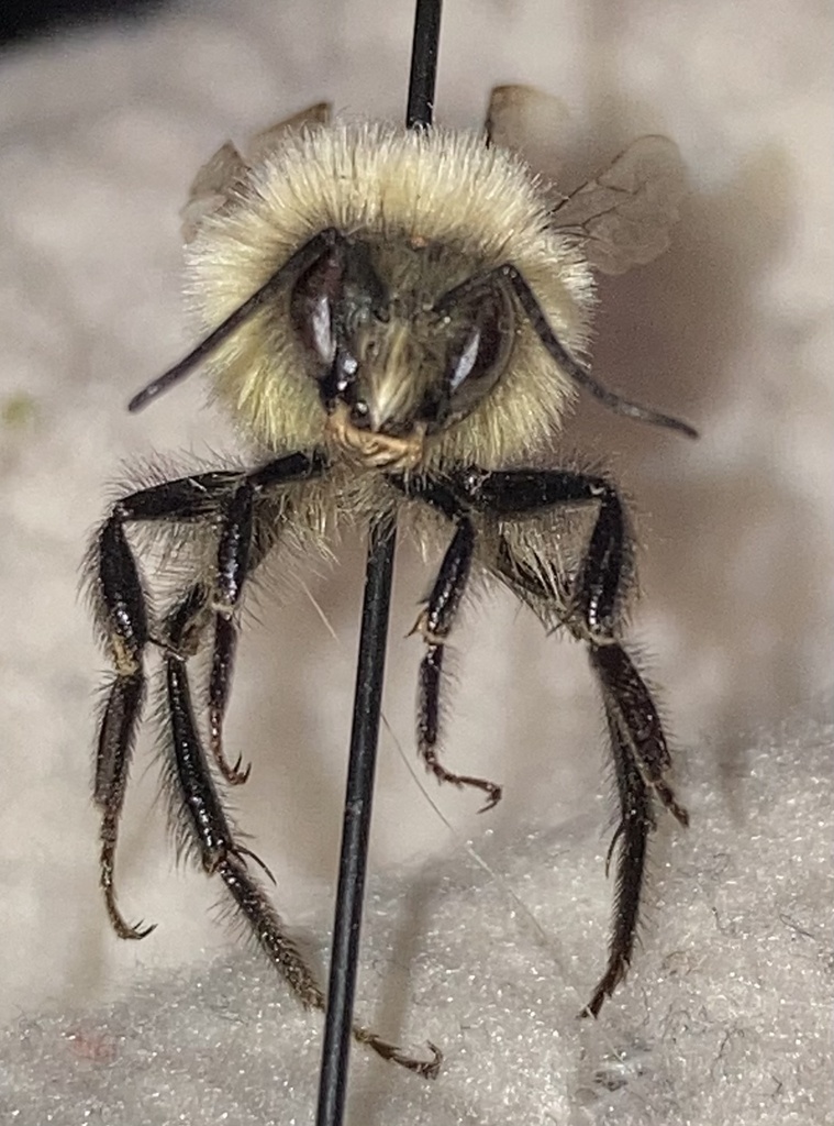 Common Eastern Bumble Bee from Memorial Ave, Johnston, RI, US on ...