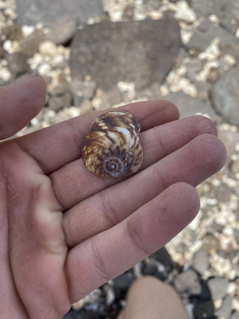 Humpback Cowry from Kauaʻi, HI, US on February 26, 2023 at 01:31 PM by ...
