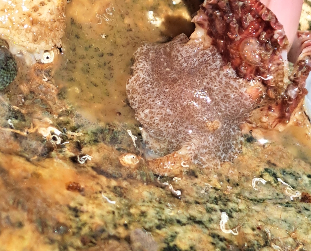 Discodorididae from Santa Marta, Magdalena, Colombia on February 26 ...