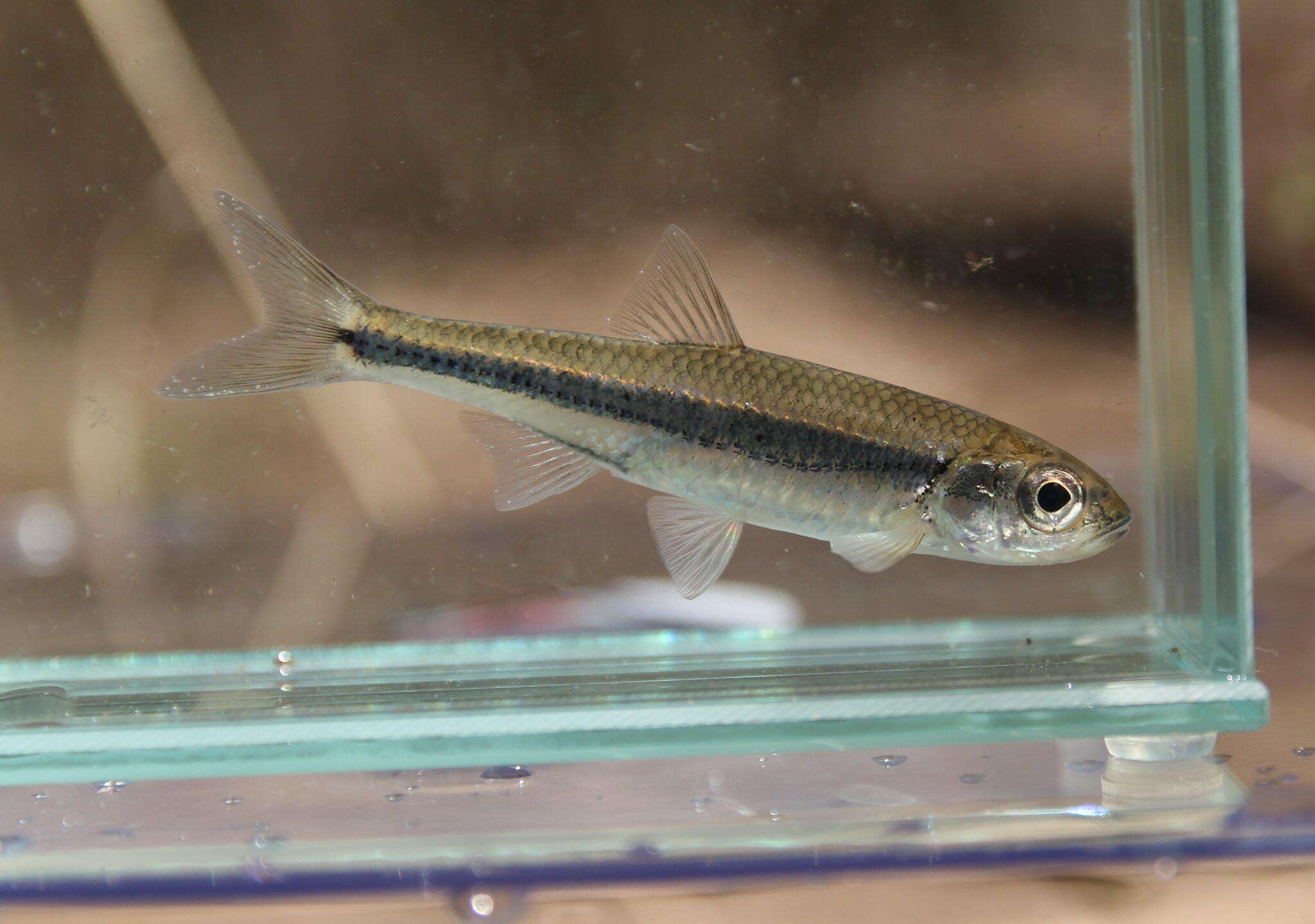 Notropis scepticus (Jordan & Gilbert, 1883)