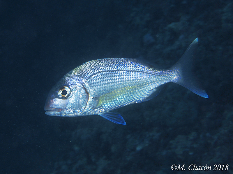 Red Porgy (Pagrus pagrus) - Marine Life Identification