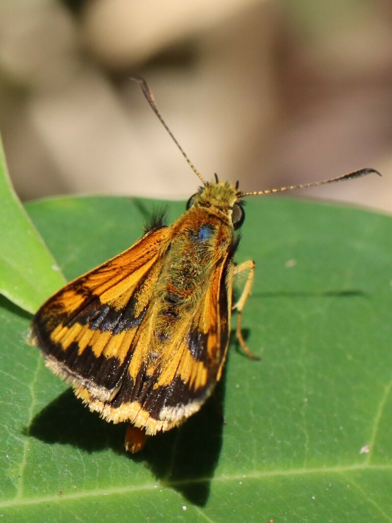 Suniana from Central Coast NSW, Australia on February 04, 2023 at 11:38 ...