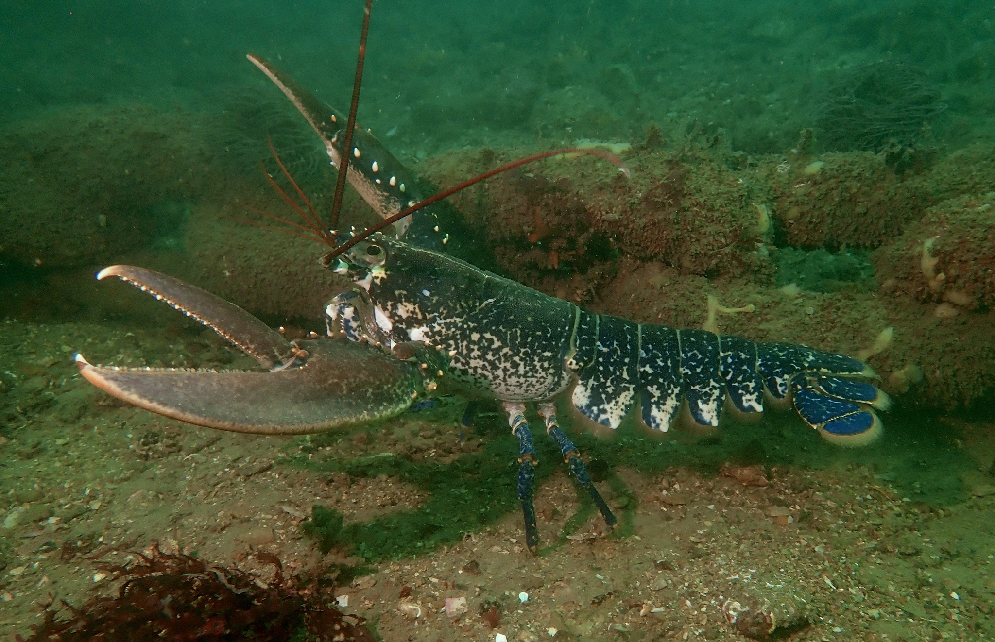 Homarus gammarus (Linnaeus, 1758)