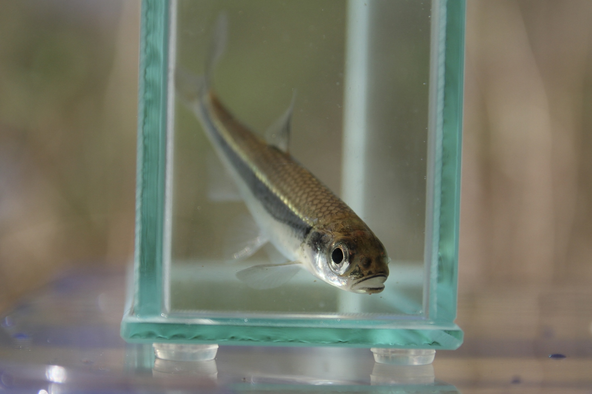 Notropis scepticus (Jordan & Gilbert, 1883)